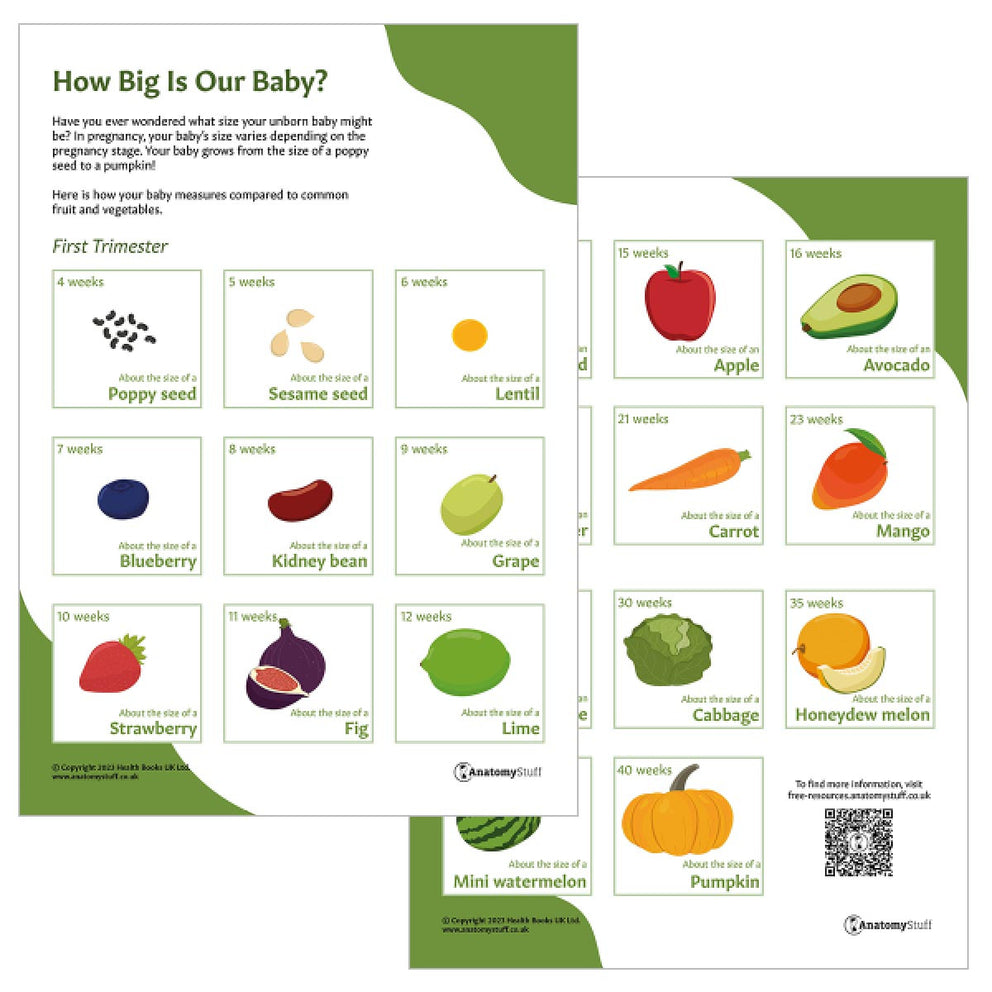 How Big Is Our Baby? Growth Comparison Leaflet (Printable PDF ...
