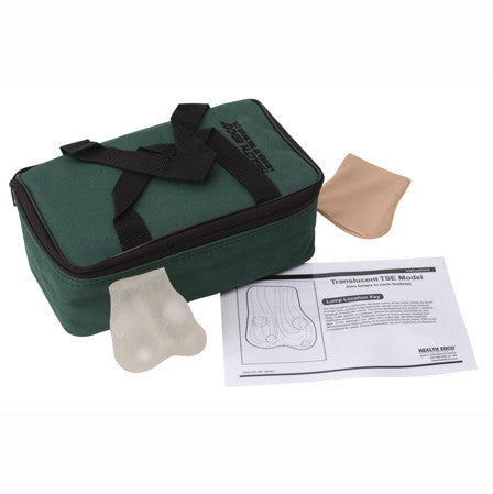 Translucent TSE Model (2 lumps in each testicle) 26408 | Health Edco ...