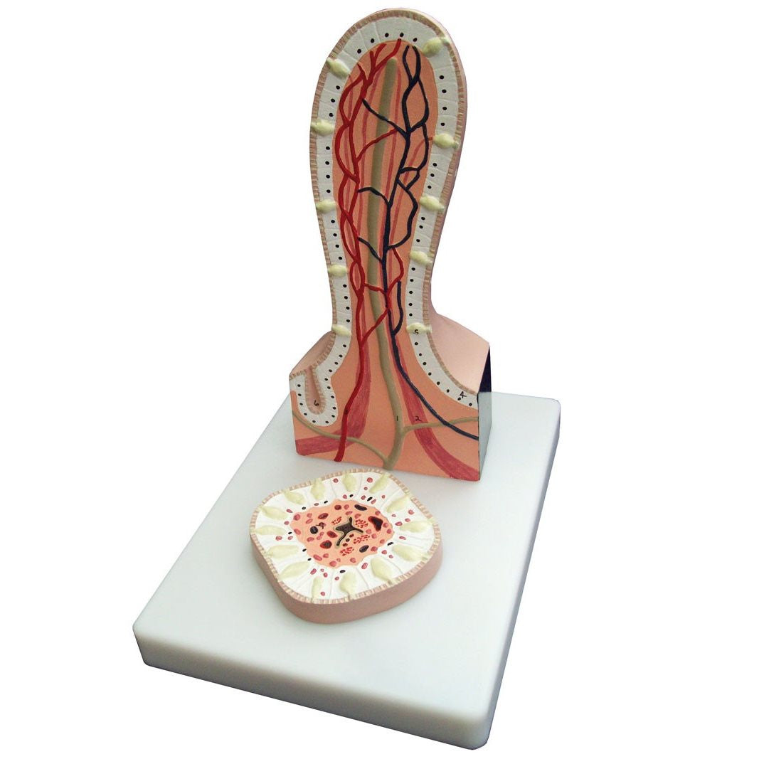 Villus Model (2 part) 747H | Villi of Small Intestine Anatomy Model ...