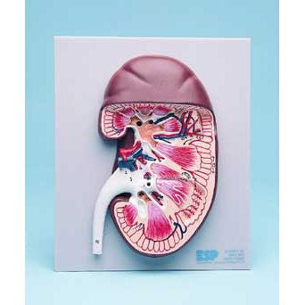 Numbered Dissected Kidney Model 780V | Magnified Kidney Model | ESP ...