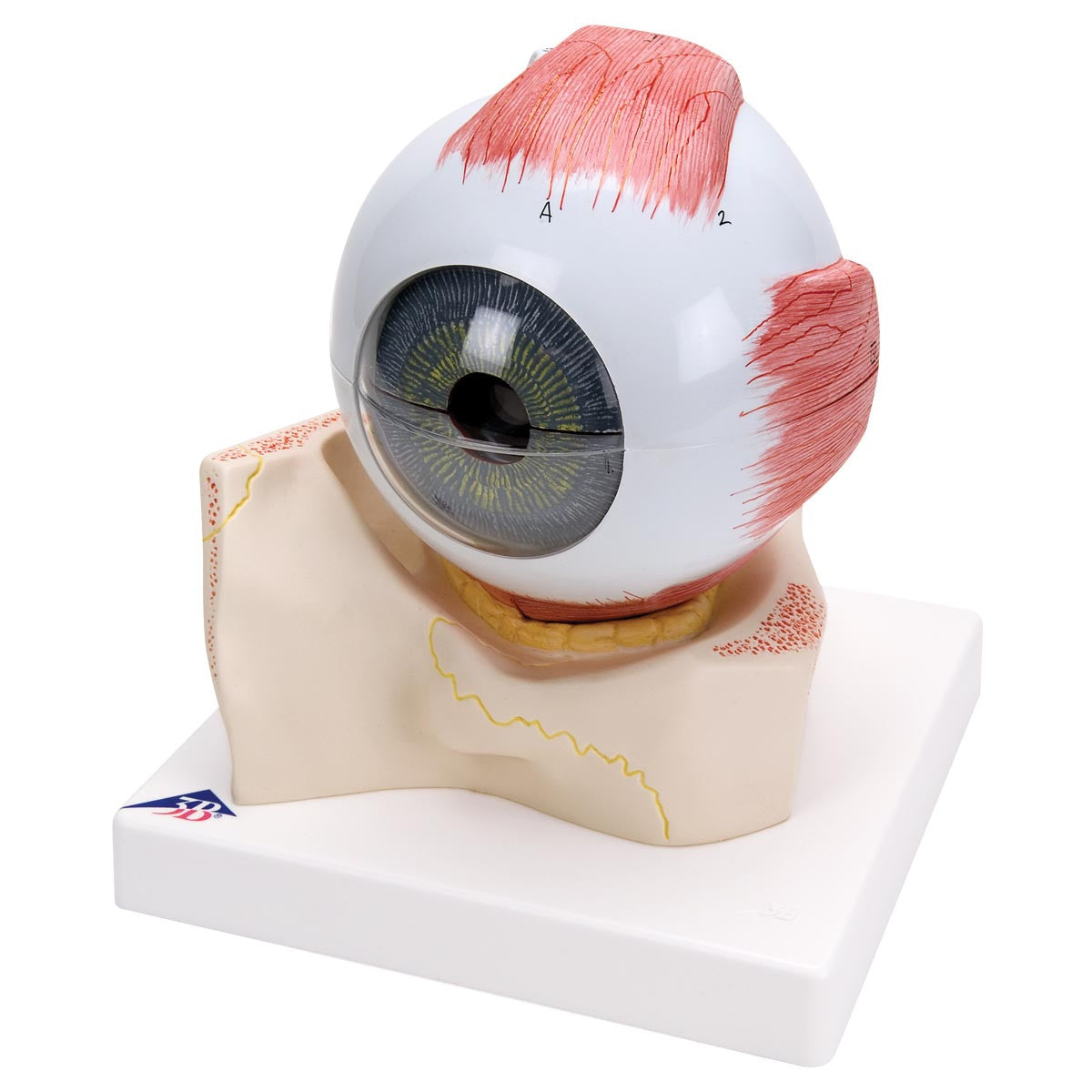 Eye Model F11 / 1000256 | Enlarged eye Anatomy Model | 3B Scientific ...