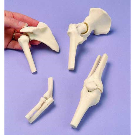 Miniature Joint Models Set Of 4 | ESP Models | Mini Joints Made in UK ...