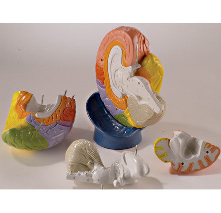 Giant Regional Brain Model | Brain Model – AnatomyStuff