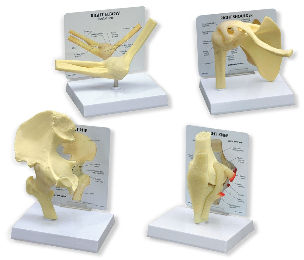 Basic Joint Model Set | Joint Anatomy Models (Hip, Knee, Elbow and ...