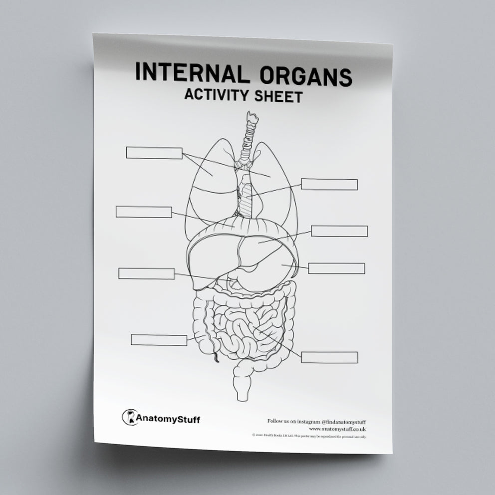 Internal Organs Activity Sheet PDF | Anatomy Colouring & Labelling ...