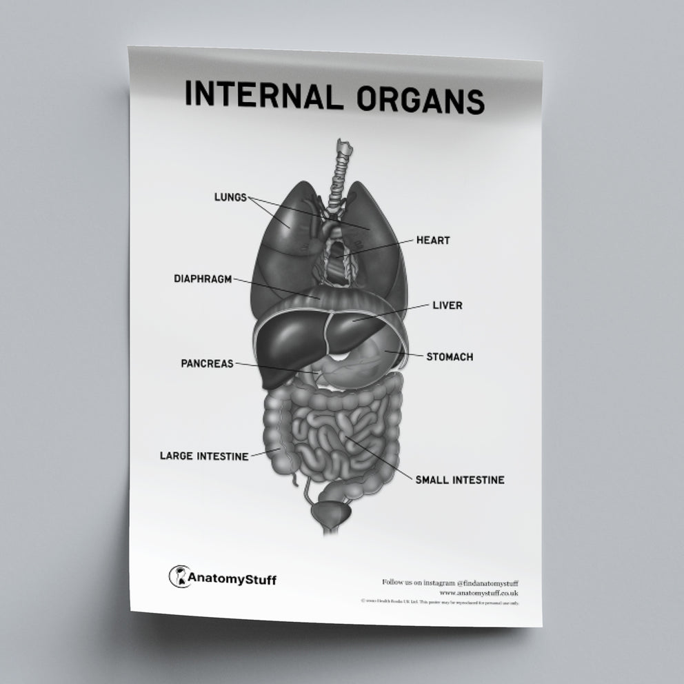 Internal Organs Poster PDF | Human Anatomy Study Aid – AnatomyStuff