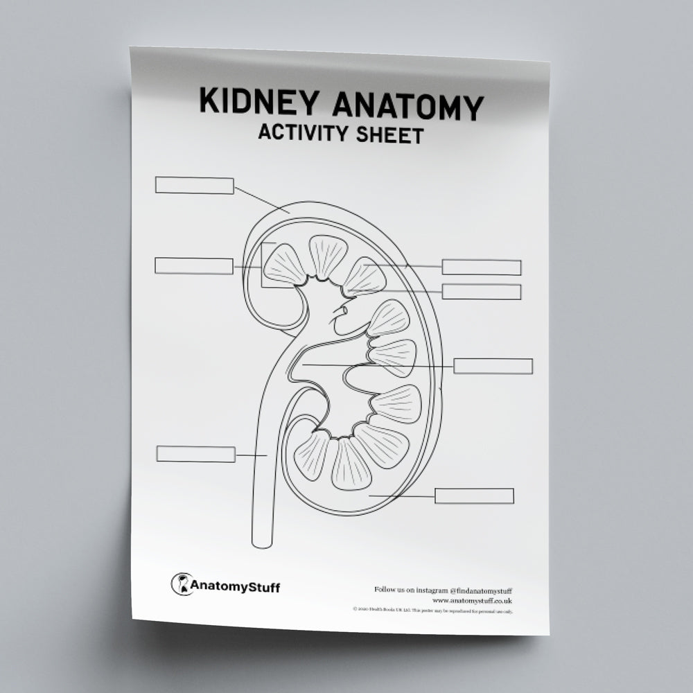 Kidney Anatomy Activity Sheet | Digital Download | AnatomyStuff
