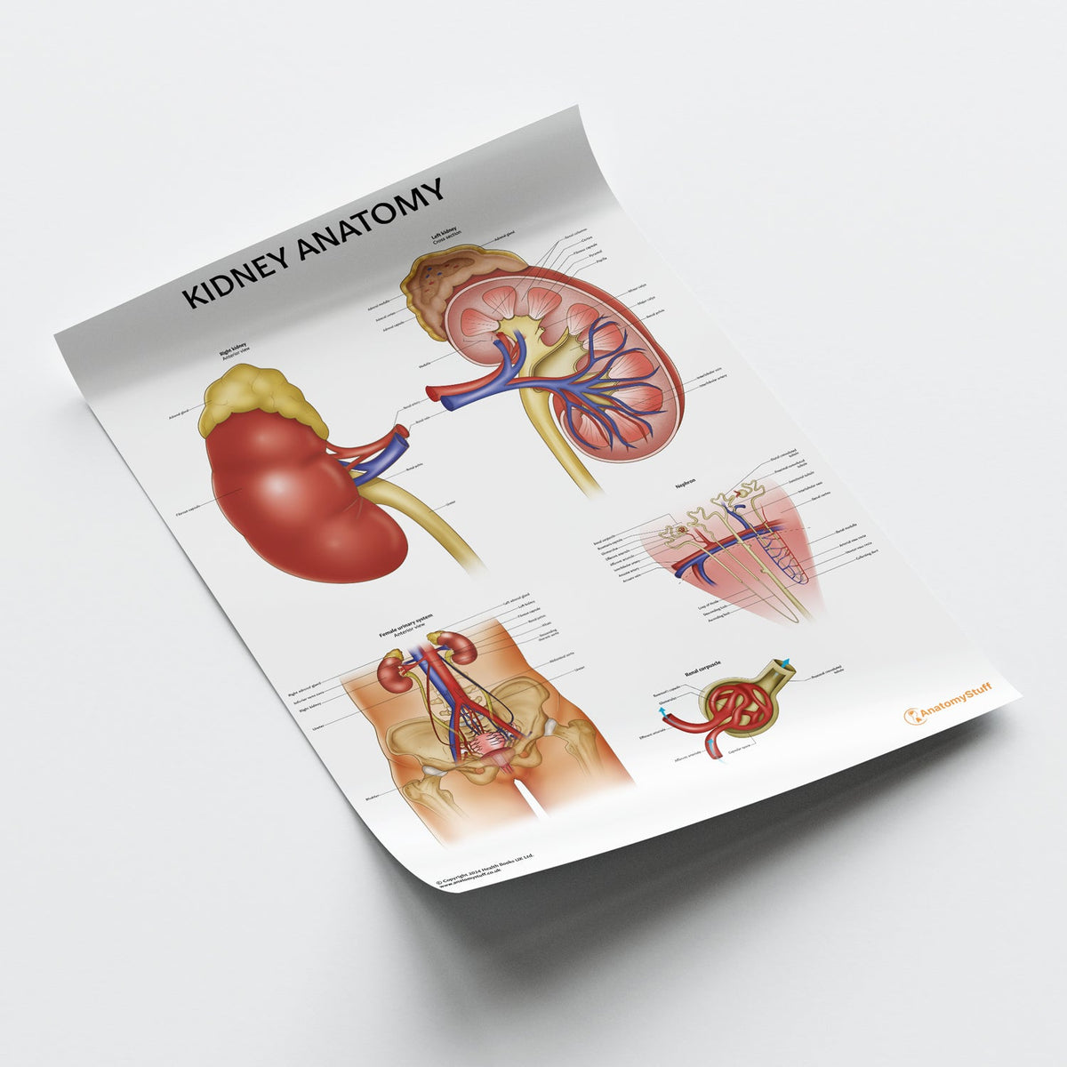 Kidney Anatomy Poster | Human Kidney & Nephron Chart – AnatomyStuff