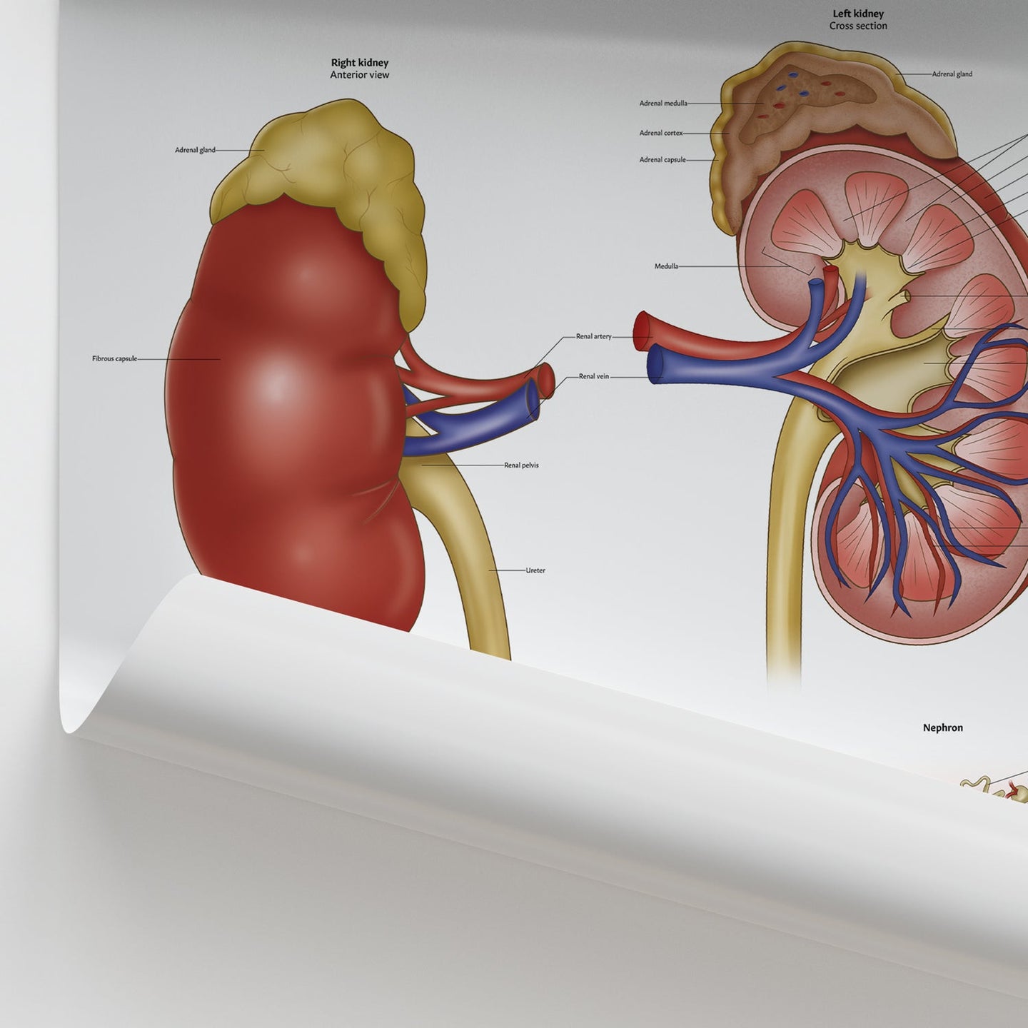 Kidney Anatomy Poster | Human Kidney & Nephron Chart – AnatomyStuff