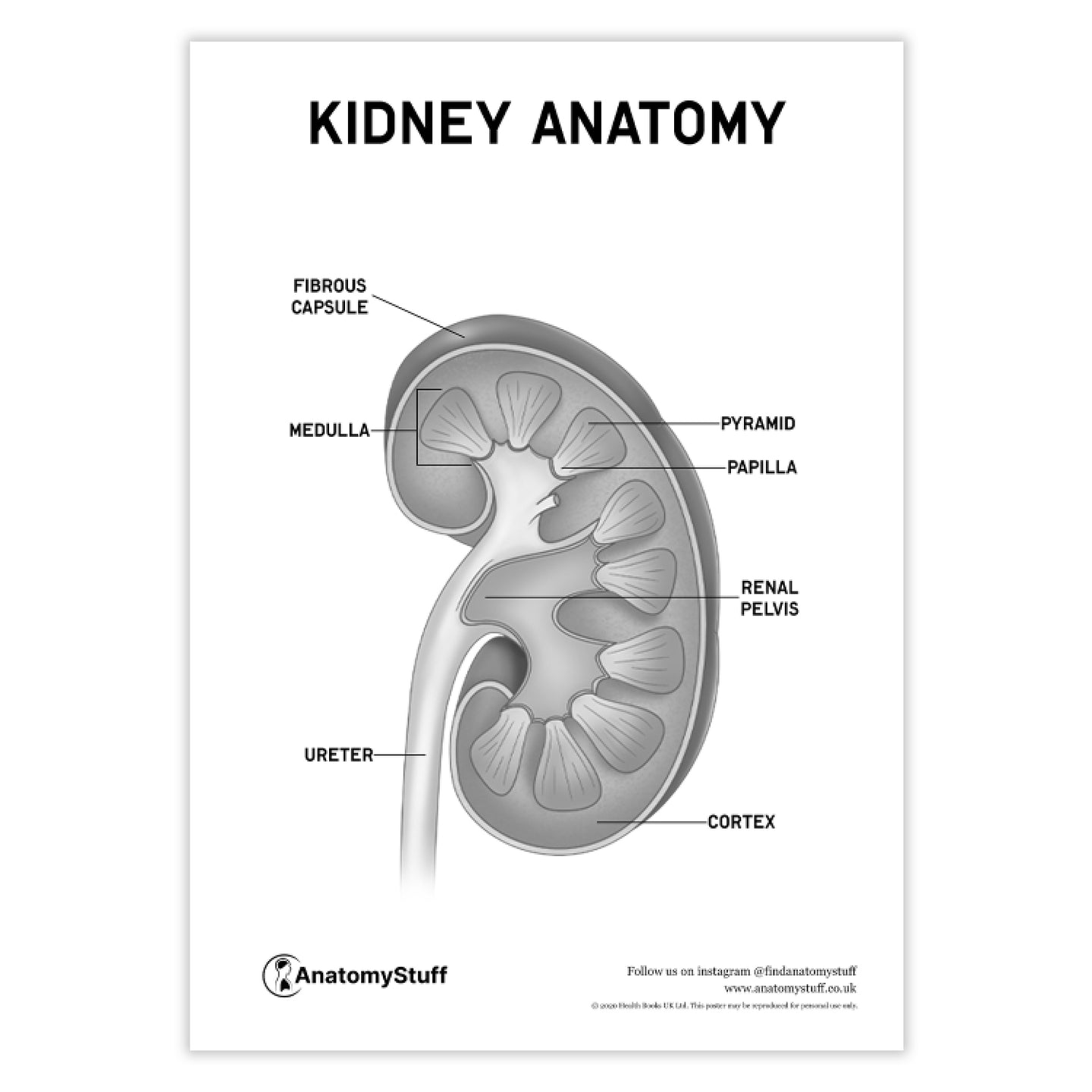 Kidney Anatomy Chart PDF | Instant Digital Download – AnatomyStuff