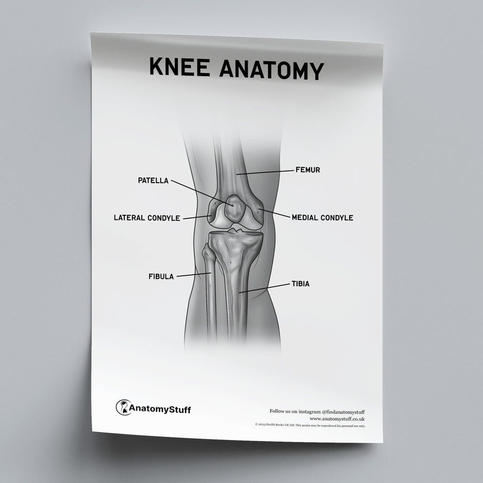 Knee Anatomy PDF Poster | Lower Limb Joint Diagram Download – AnatomyStuff