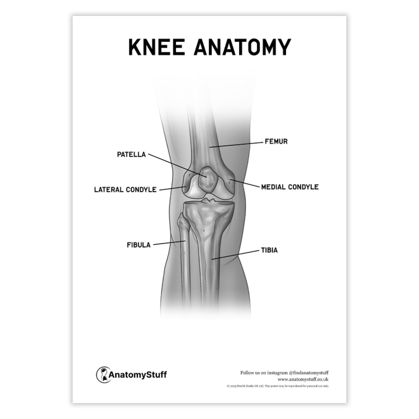 Knee Anatomy PDF Poster | Lower Limb Joint Diagram Download – AnatomyStuff