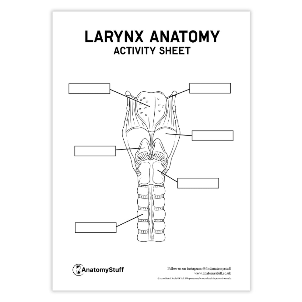 Larynx Anatomy Activity Sheet | Digital Download | AnatomyStuff