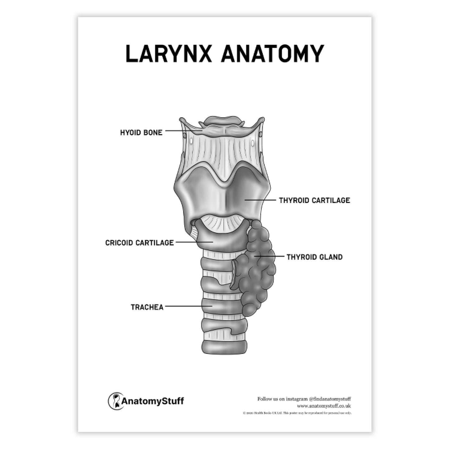 Throat Anatomy PDF Poster | Digital Download – AnatomyStuff
