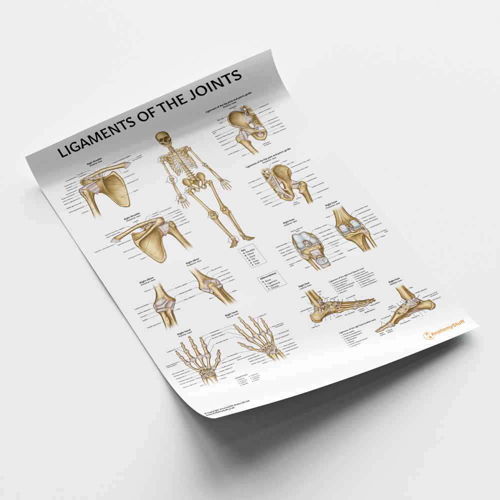 Ligaments of the Joints Poster | Human Ligament Anatomy Chart ...