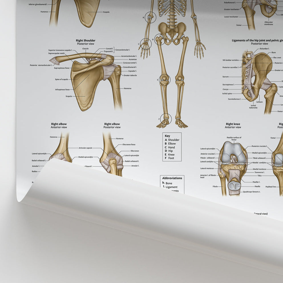 Ligaments of the Joints Poster | Human Ligament Anatomy Chart ...