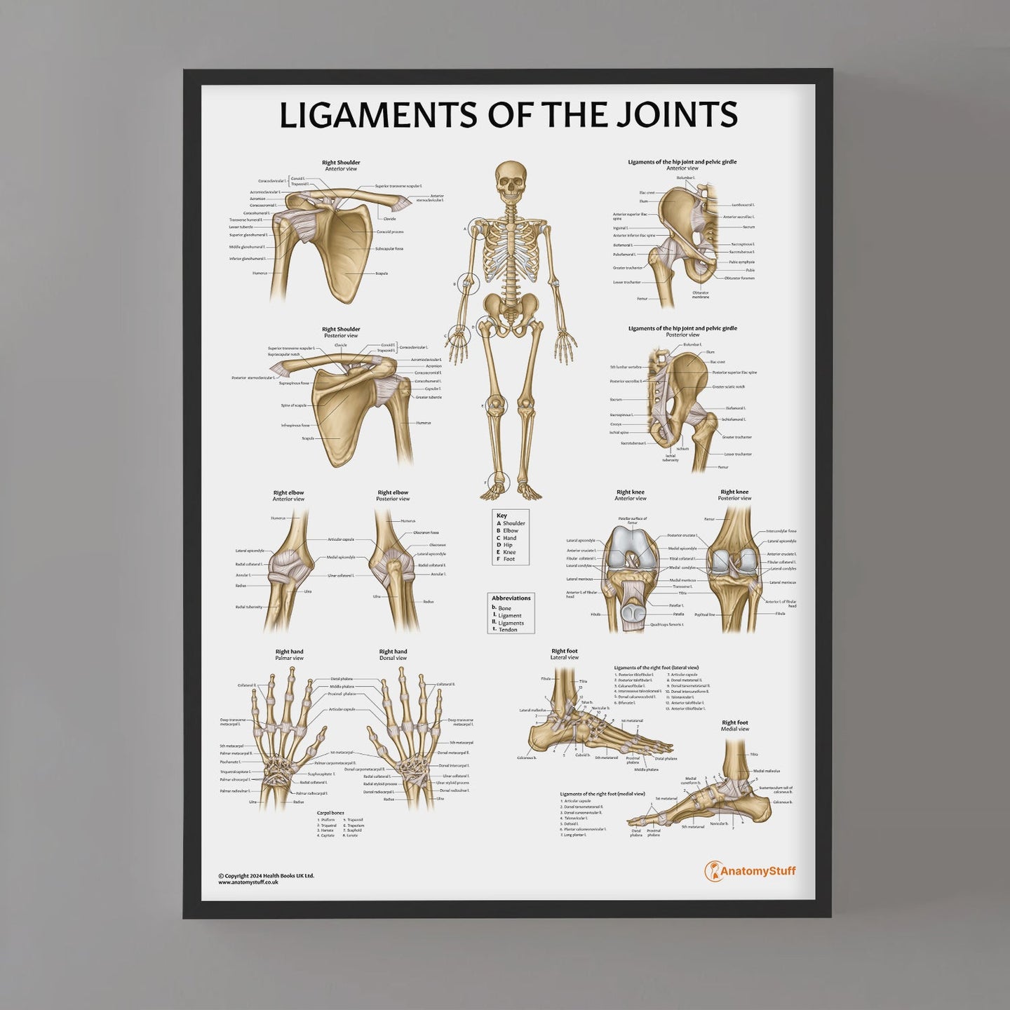 Ligaments of the Joints Poster | Human Ligament Anatomy Chart ...