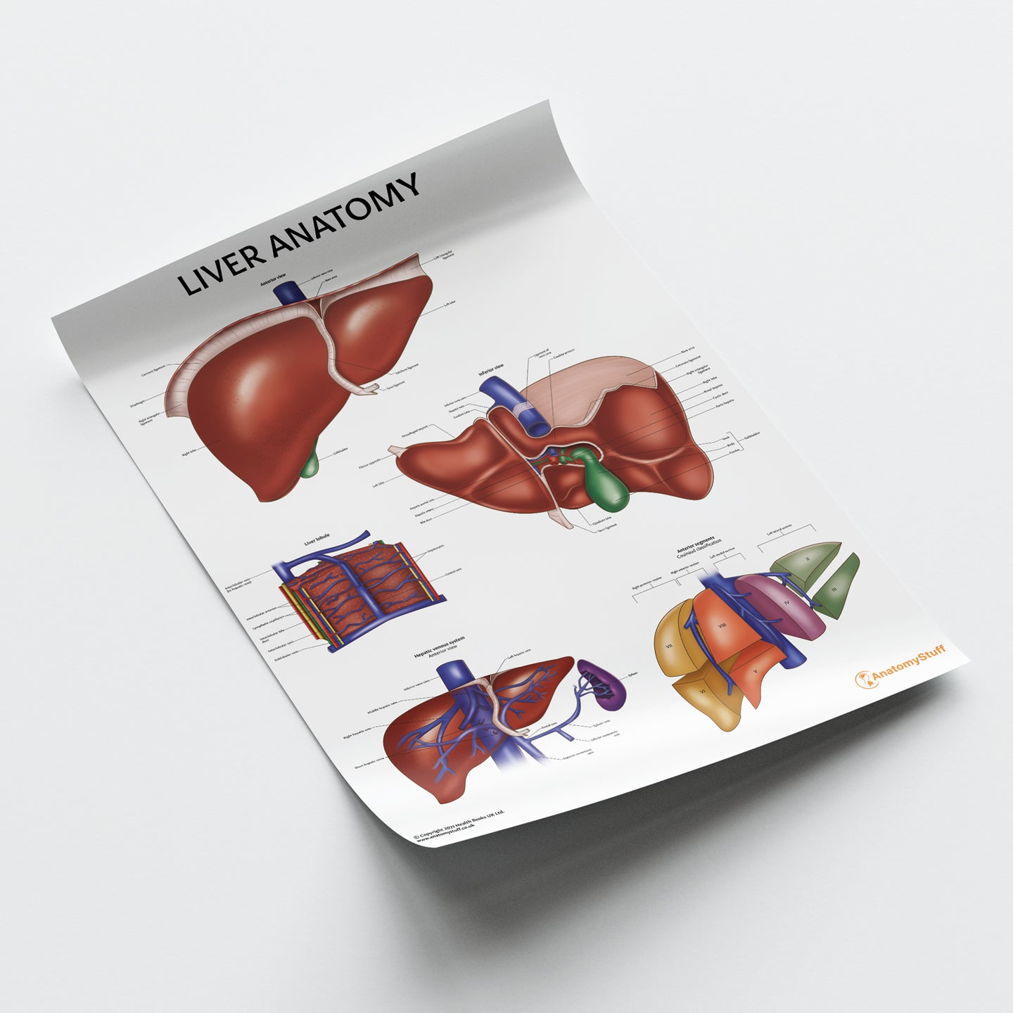 Liver Anatomy Poster | Digestive System Anatomy Chart – AnatomyStuff