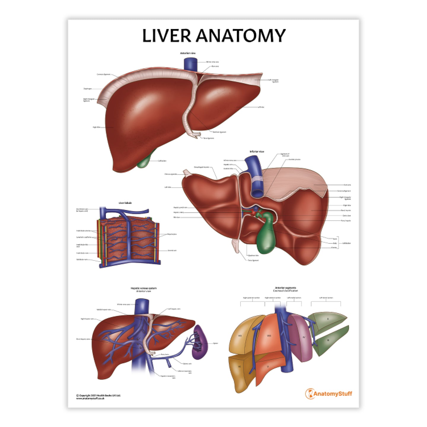 Liver Anatomy Poster | Digestive System Anatomy Chart – AnatomyStuff