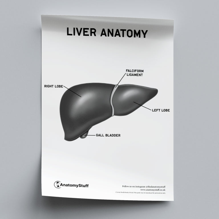Liver Anatomy PDF Poster | Instant Digital Download – AnatomyStuff