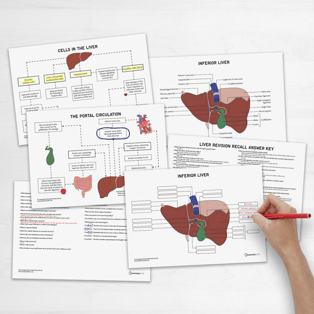 Liver Anatomy Revision Pack (PDF) | Hepatic System Anatomy | AnatomyStuff