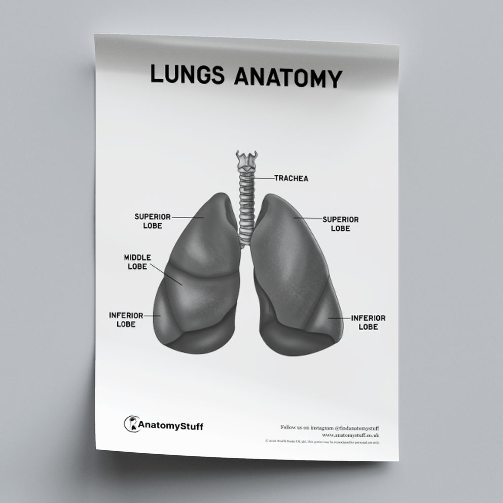 PDF Downloads | Free Anatomy PDFs – Page 4 – AnatomyStuff