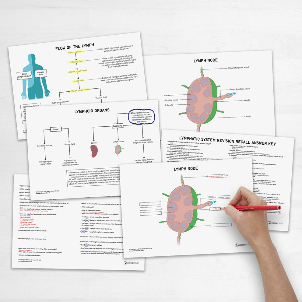 Lymphatic System Study Pack (Interactive & Printable PDF) | AnatomyStuff