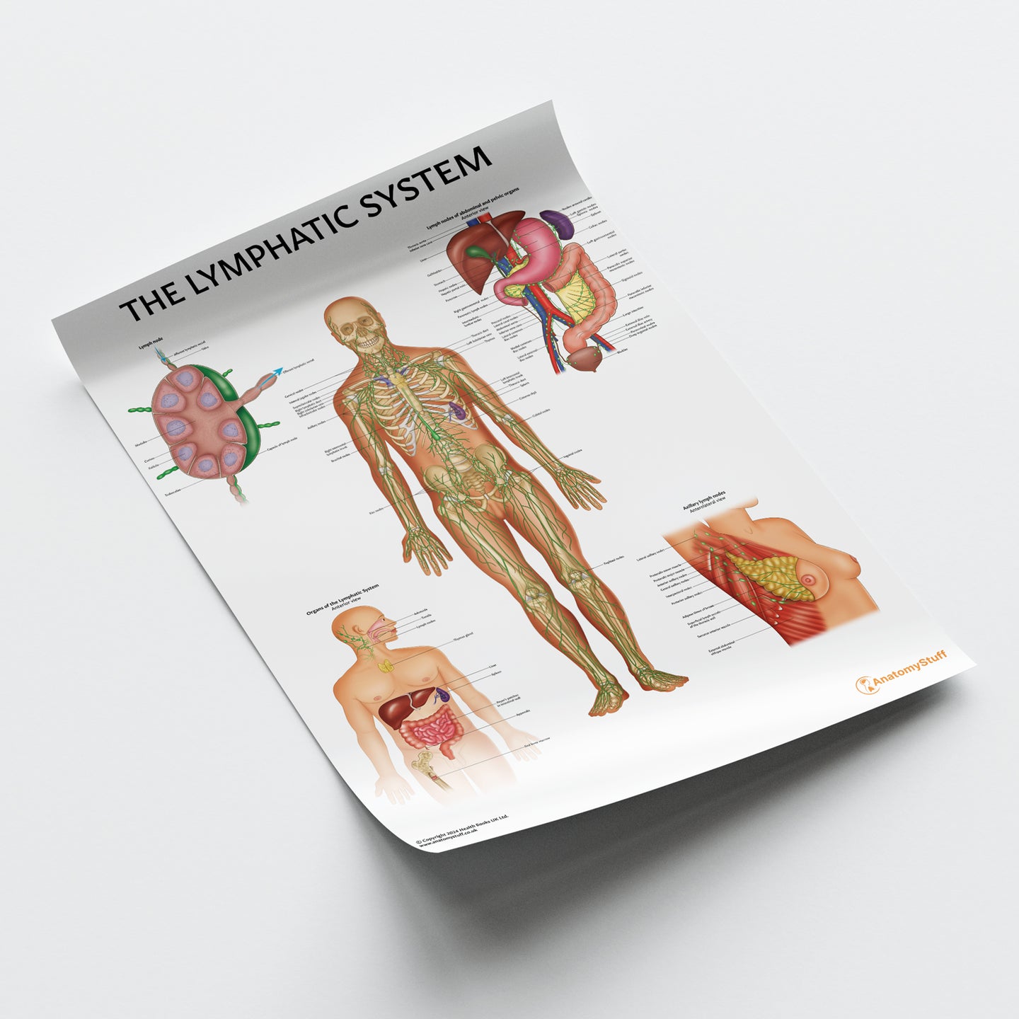 Lymphatic System Anatomy Poster | Lymph Node & Organ Chart – AnatomyStuff