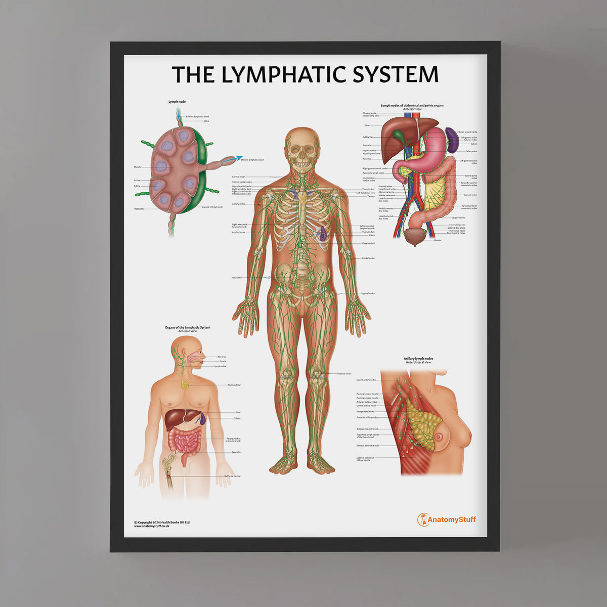 Lymphatic System Anatomy Poster | Lymph Node & Organ Chart – AnatomyStuff