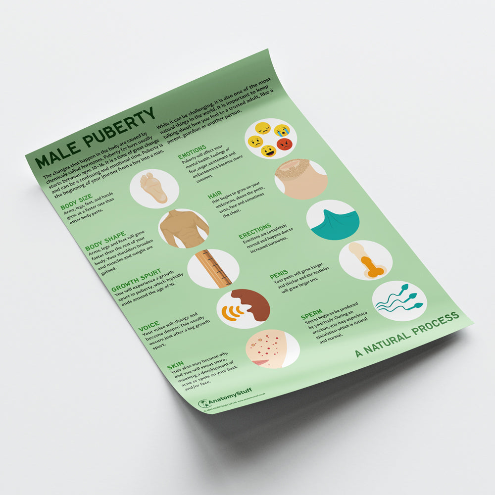 Male Puberty Poster | Puberty Education Chart – AnatomyStuff