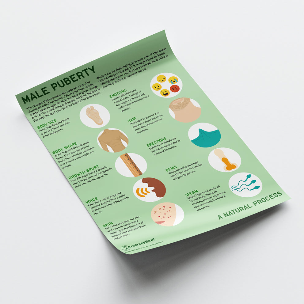 Male Puberty Poster | Puberty Education Chart – AnatomyStuff