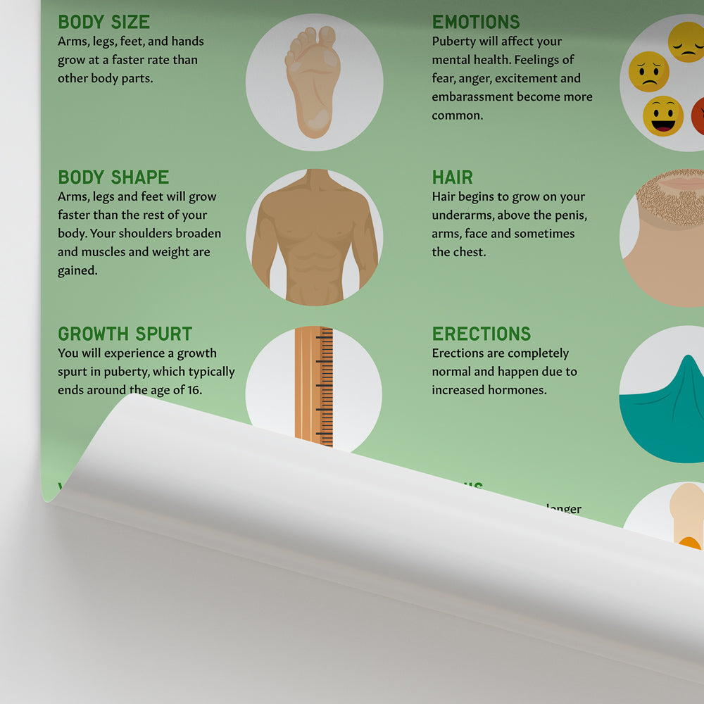 Male Puberty Poster | Puberty Education Chart – AnatomyStuff