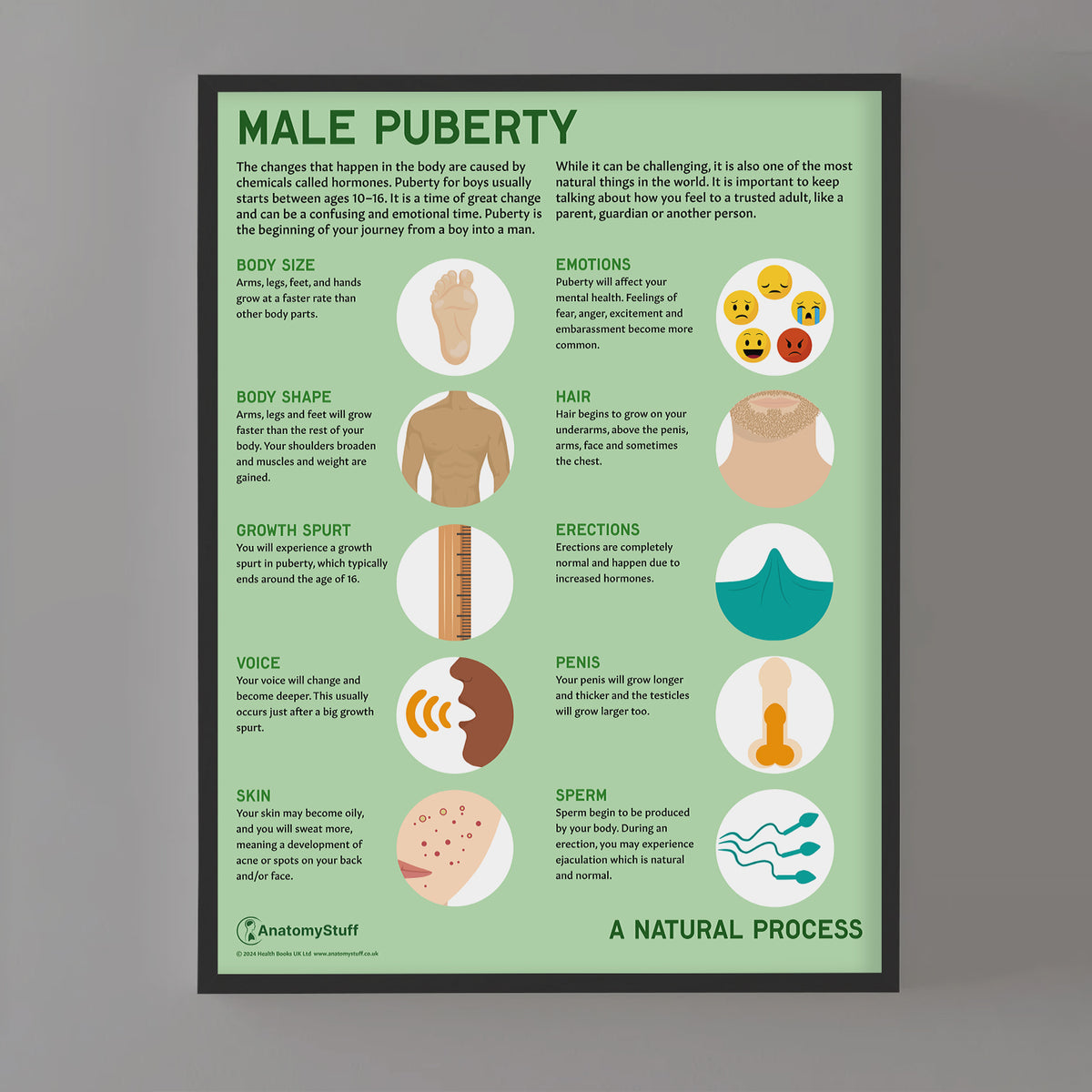 Male Puberty Poster | Puberty Education Chart – AnatomyStuff