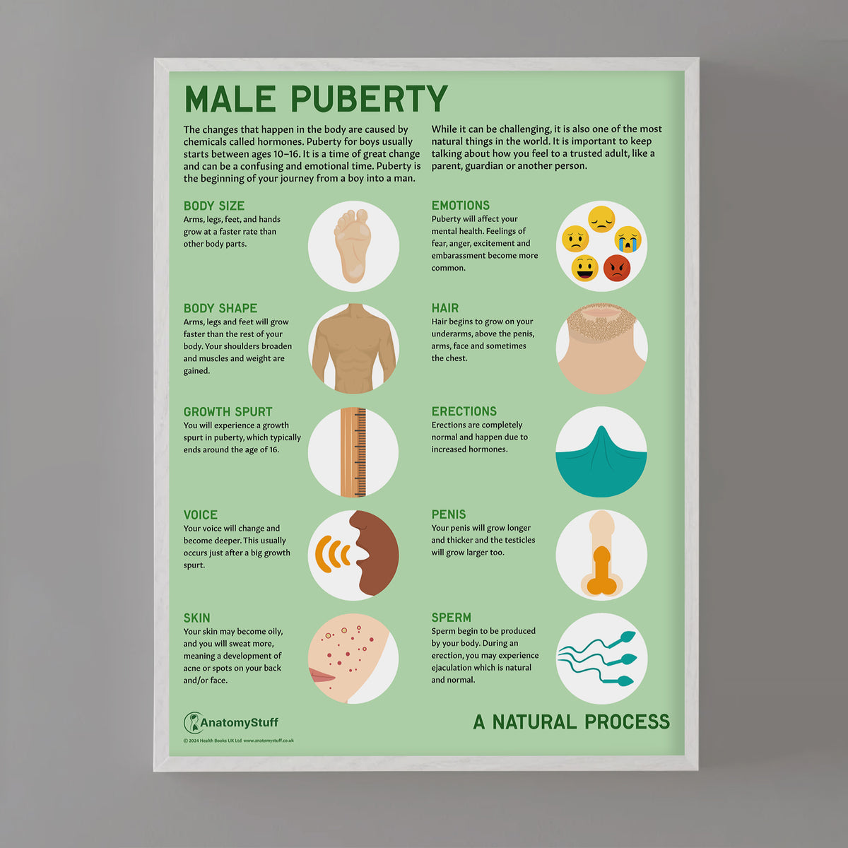 Male Puberty Poster | Puberty Education Chart – AnatomyStuff