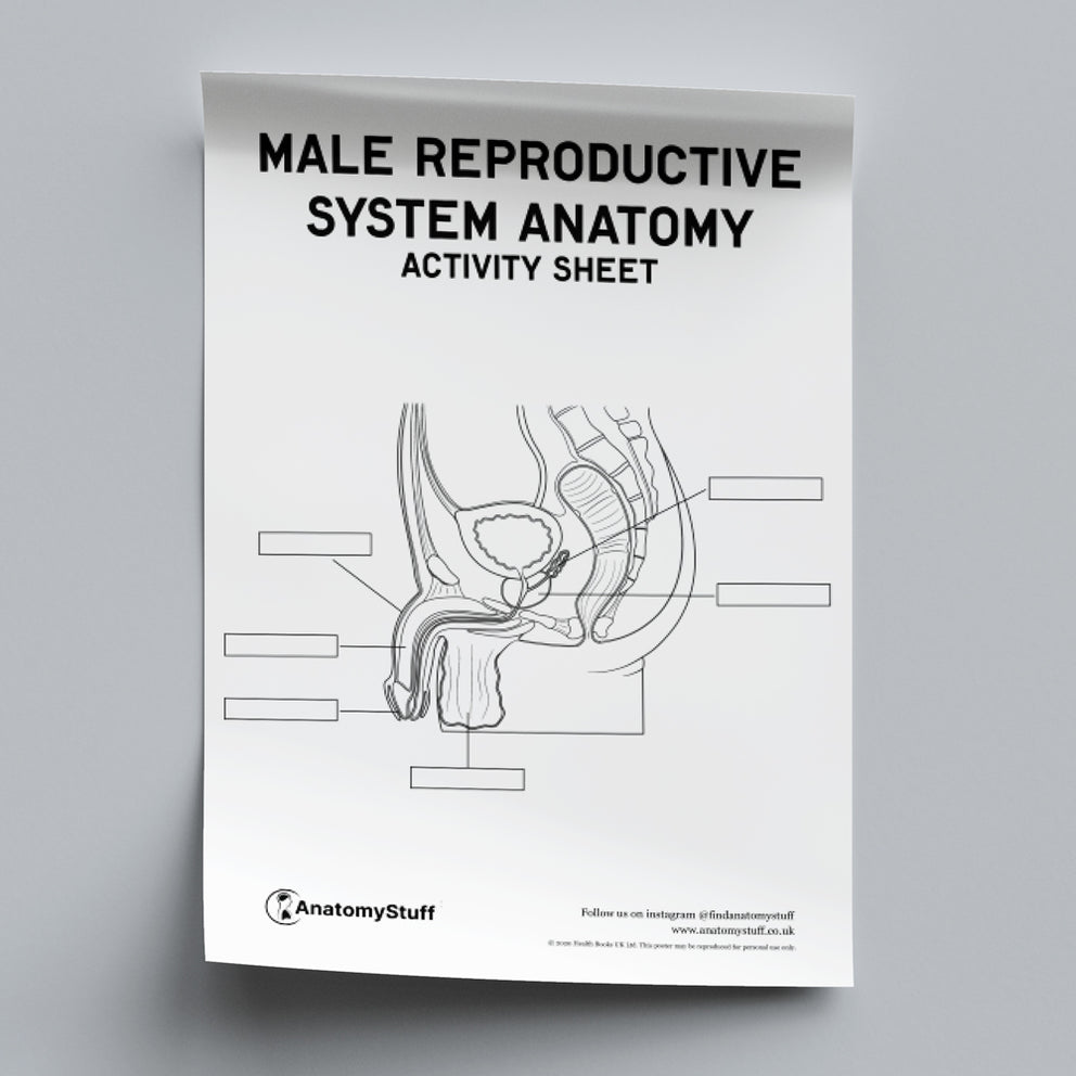 Male Reproductive System Activity Sheet | AnatomyStuff