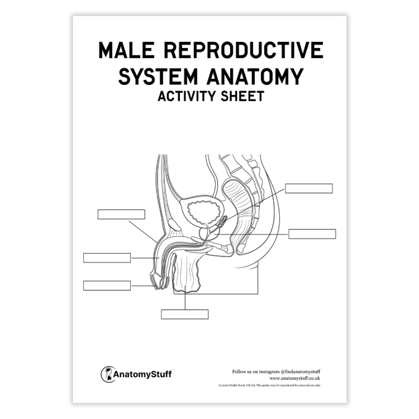 Male Reproductive System Activity Sheet | AnatomyStuff