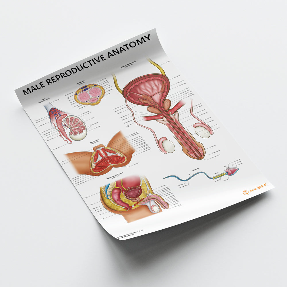 Male Reproductive System Chart | Male Genital Anatomy Poster – AnatomyStuff