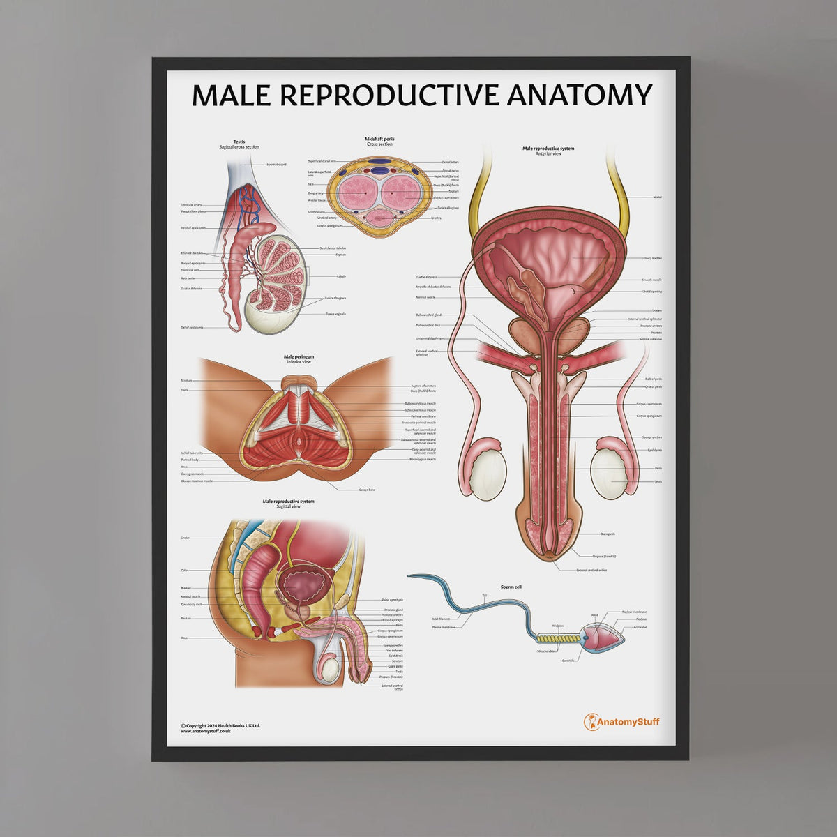 Male Reproductive System Chart | Male Genital Anatomy Poster – AnatomyStuff