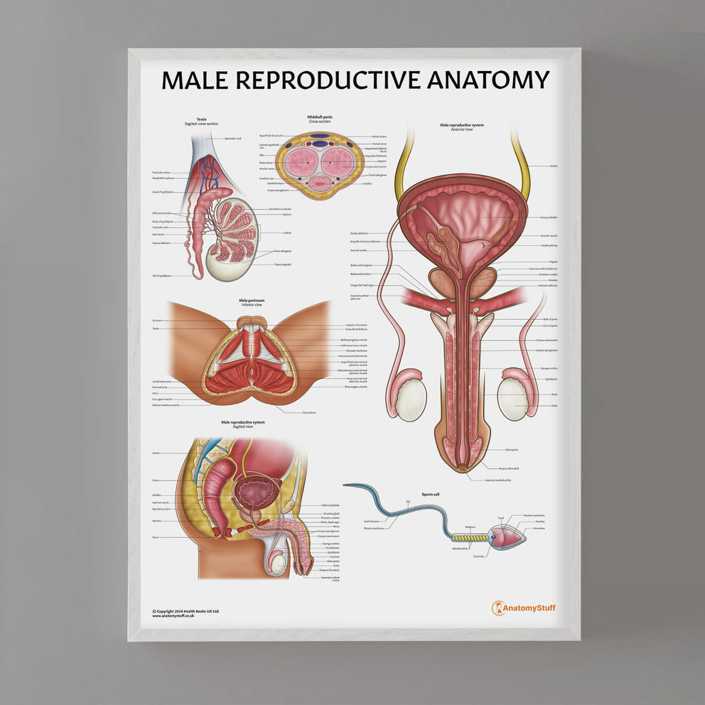 Male Reproductive System Chart | Male Genital Anatomy Poster – AnatomyStuff