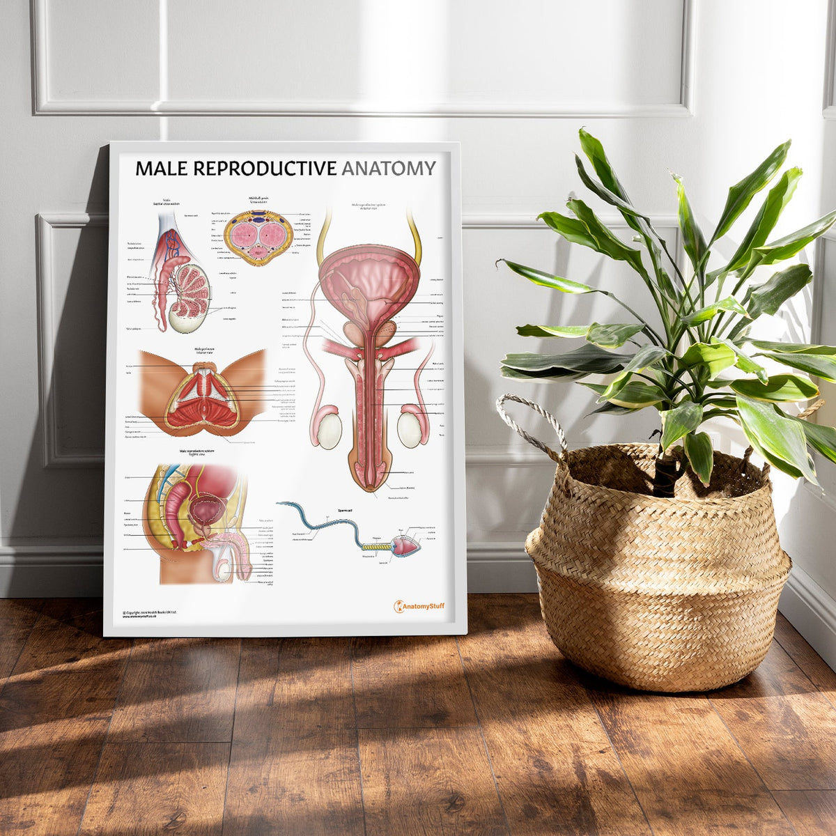 Male Reproductive System Chart | Male Genital Anatomy Poster – AnatomyStuff
