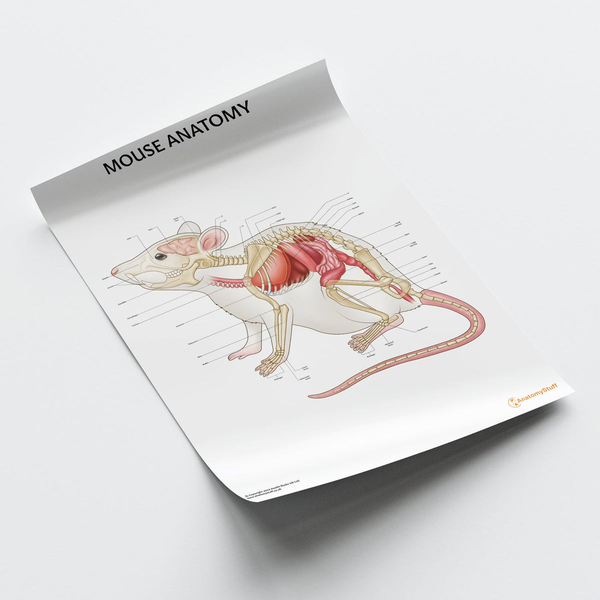Mouse Anatomy Poster | Small Mammal Bones & Organs Chart – AnatomyStuff
