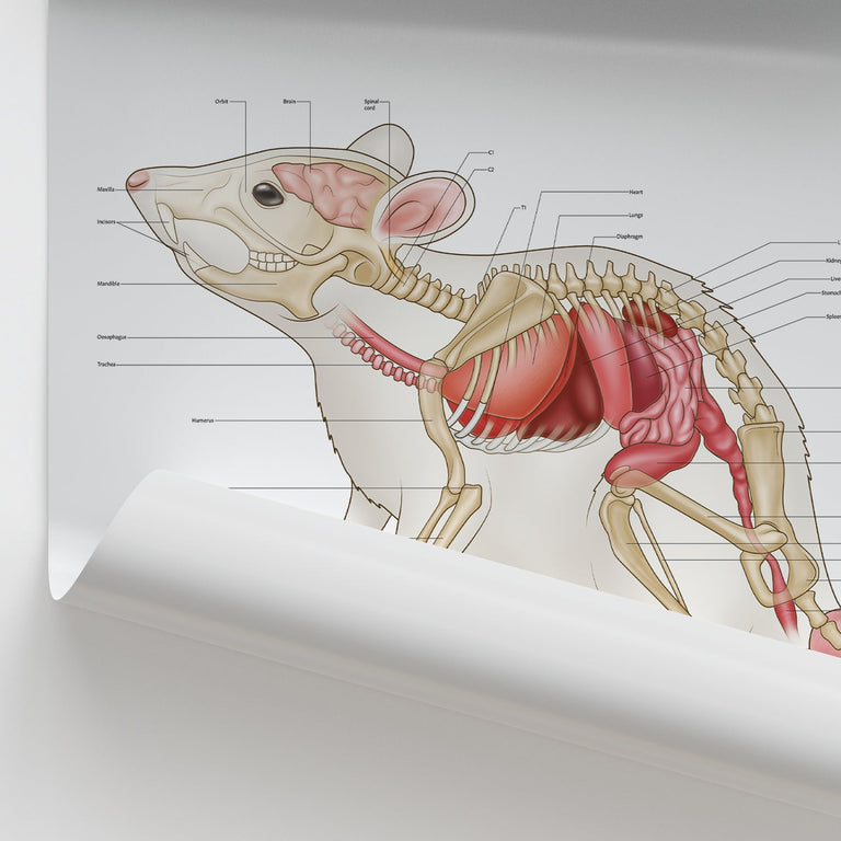 Mouse Anatomy Poster | Small Mammal Bones & Organs Chart – AnatomyStuff