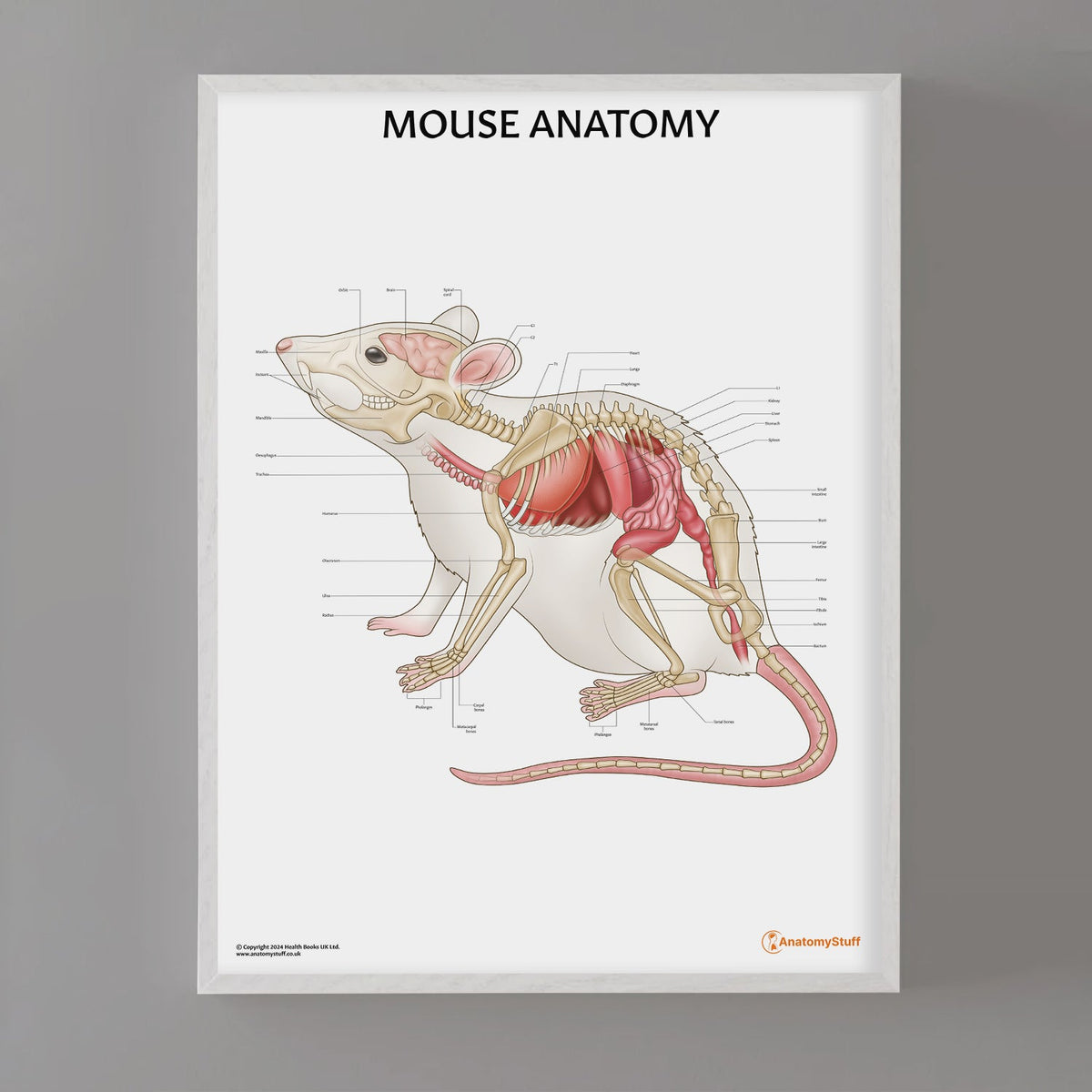 Mouse Anatomy Poster | Small Mammal Bones & Organs Chart – AnatomyStuff