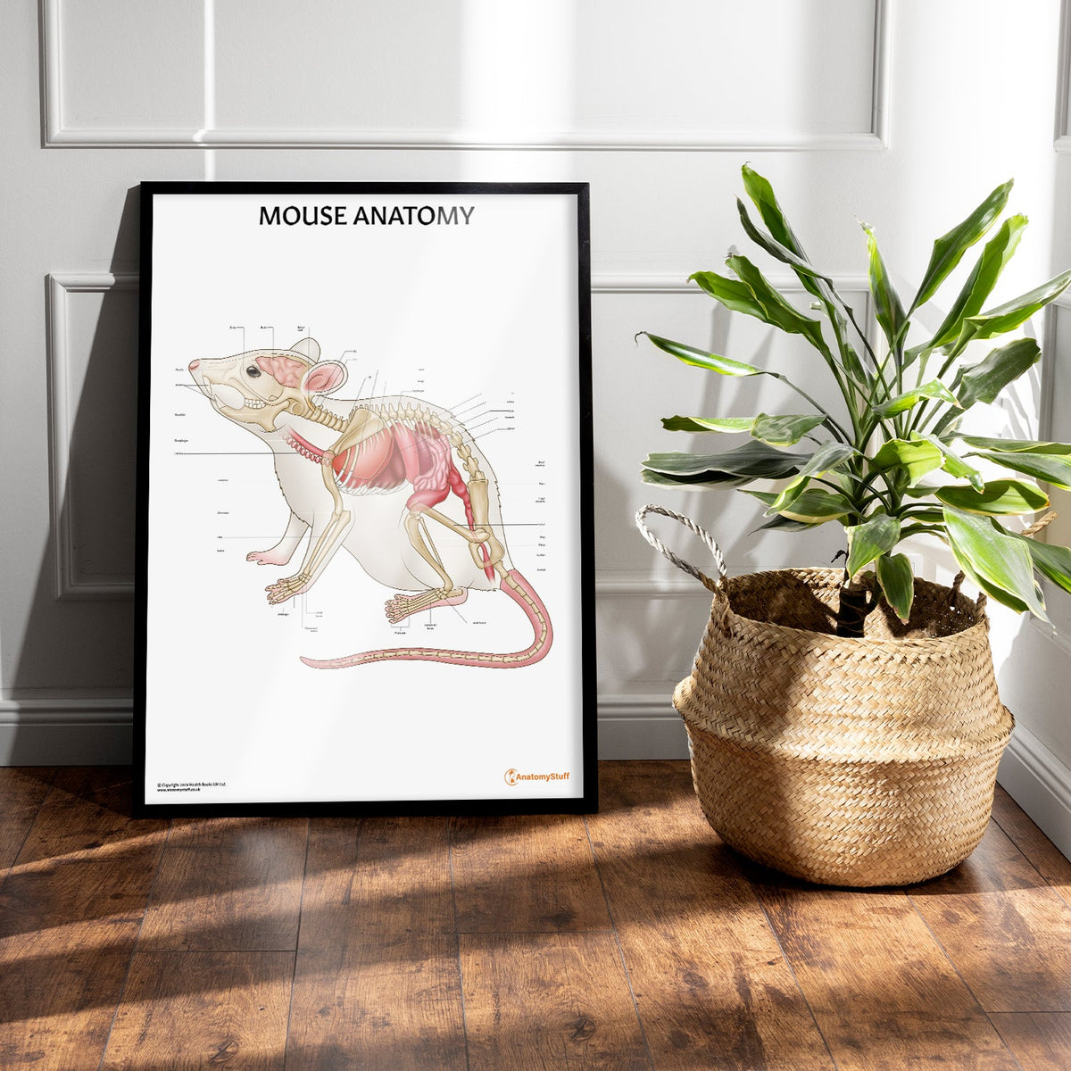 Mouse Anatomy Poster | Small Mammal Bones & Organs Chart – AnatomyStuff