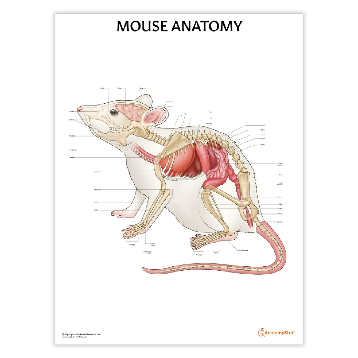 Mouse Anatomy Poster | Small Mammal Bones & Organs Chart – AnatomyStuff