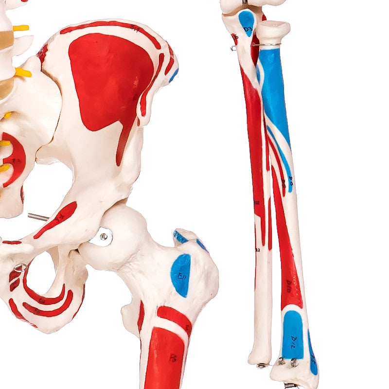 Budget Skeleton Model with Ligaments and Mucles XC-101A | AnatomyStuff ...