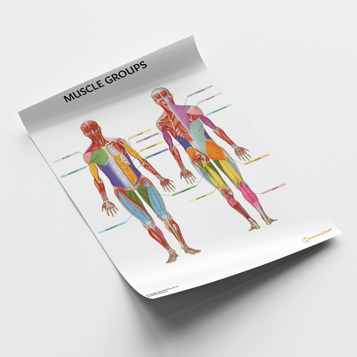 Muscle Groups Anatomy Poster | Colour-Coded Muscle Chart – AnatomyStuff