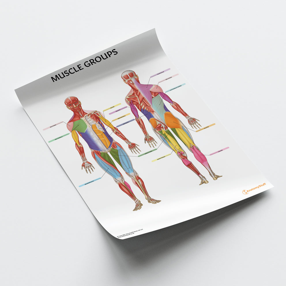 Muscle Groups Anatomy Poster | Colour-Coded Muscle Chart – AnatomyStuff