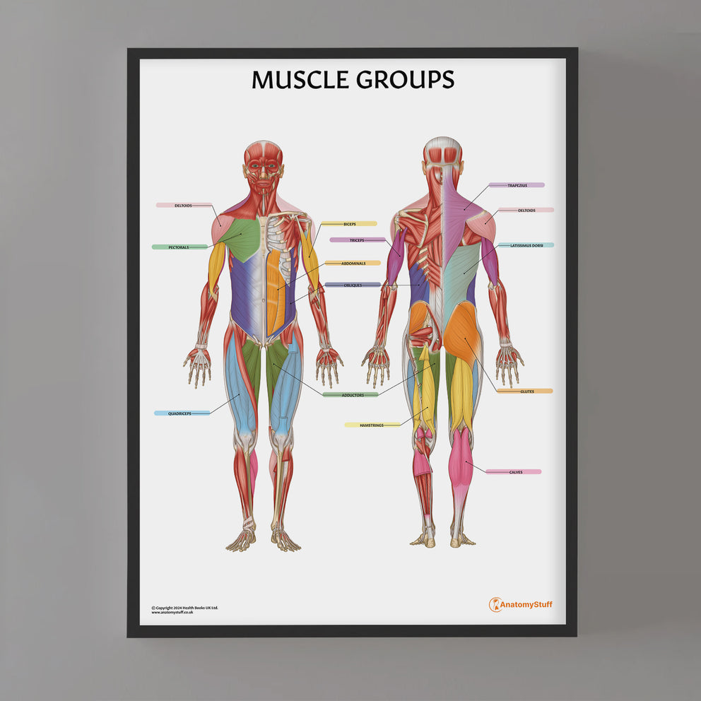 Muscle Groups Anatomy Poster | Colour-Coded Muscle Chart – AnatomyStuff