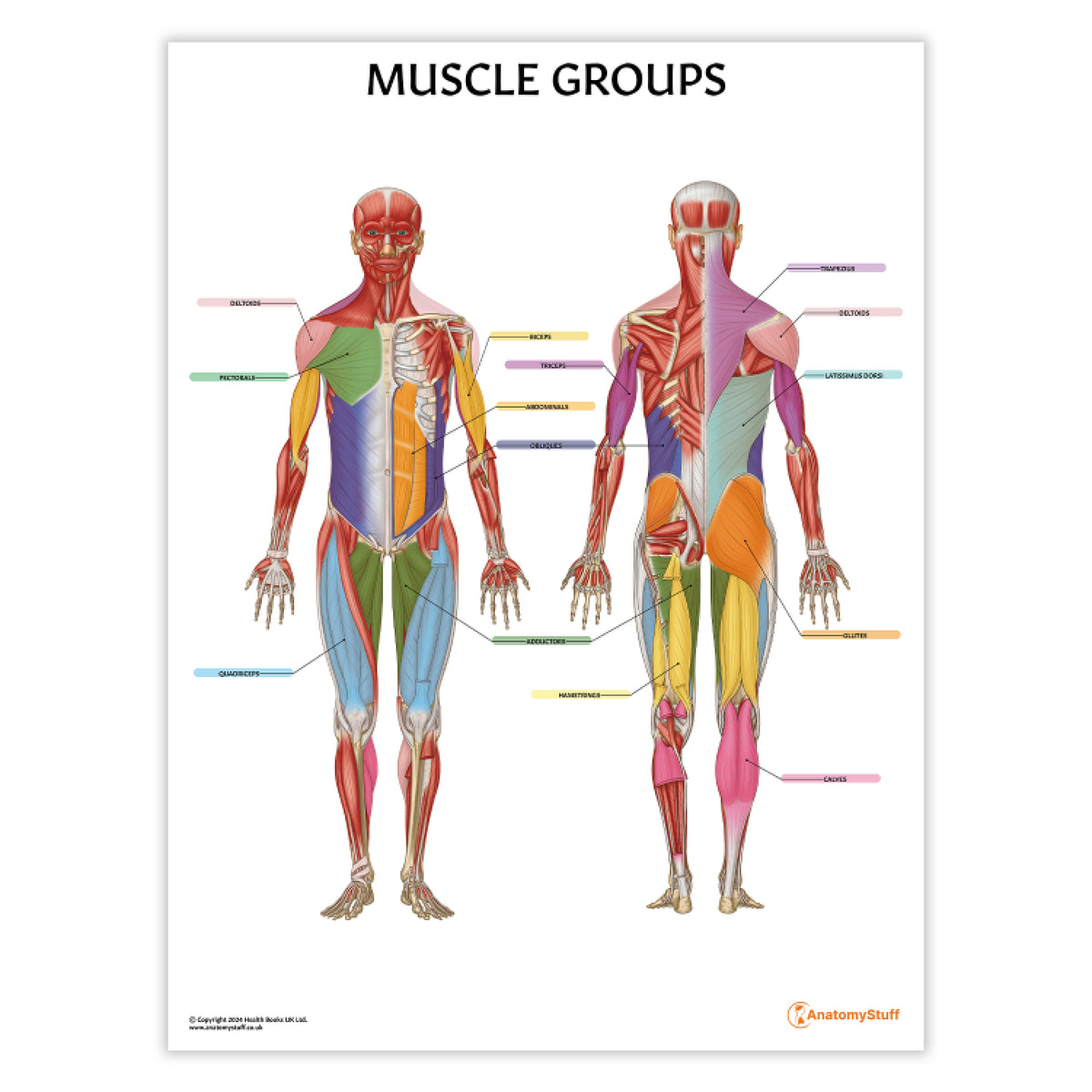 Muscle Groups Anatomy Poster | Colour-Coded Muscle Chart – AnatomyStuff